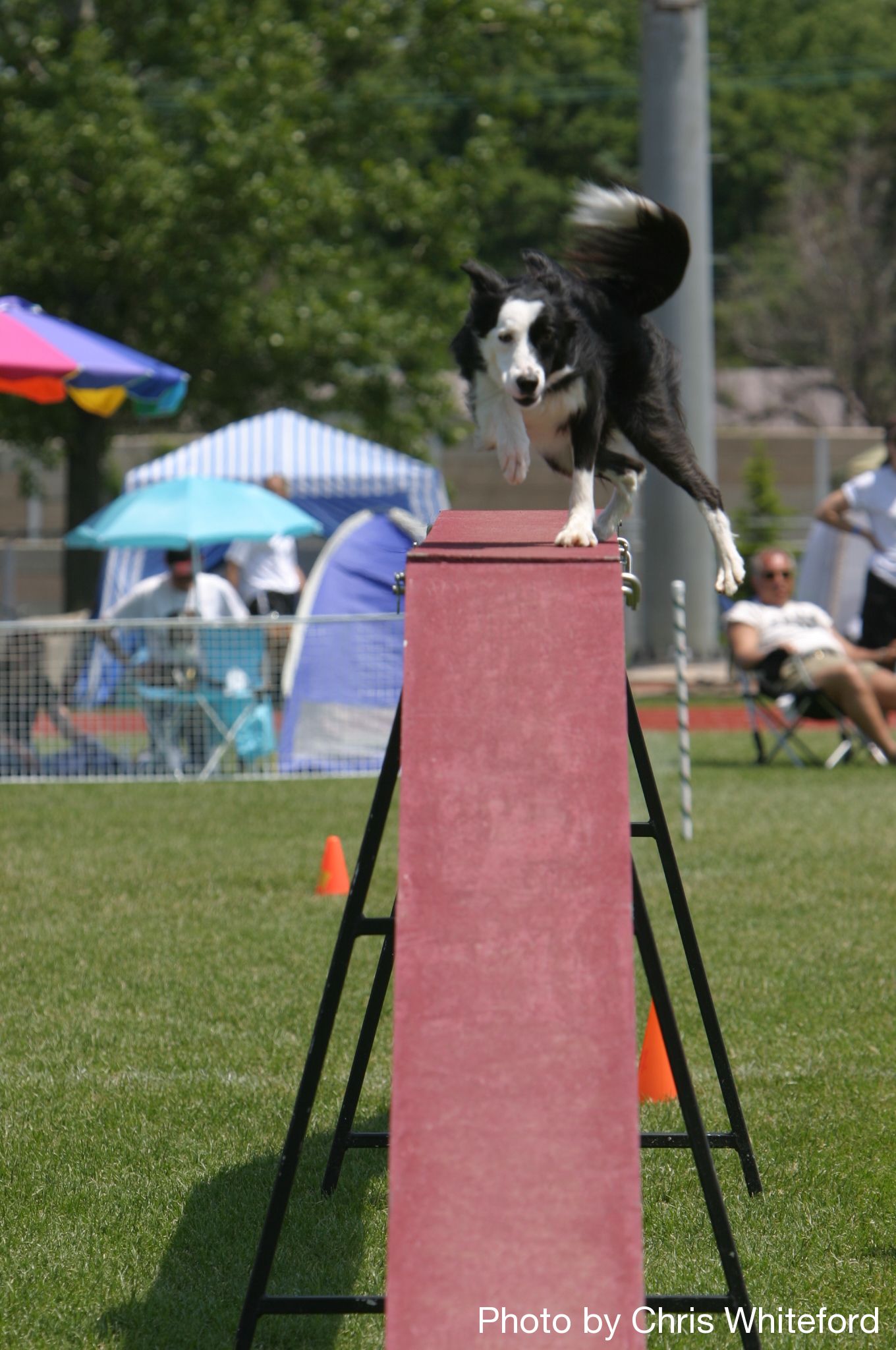 A First for Agility? | Susan Garrett's Dog Training Blog