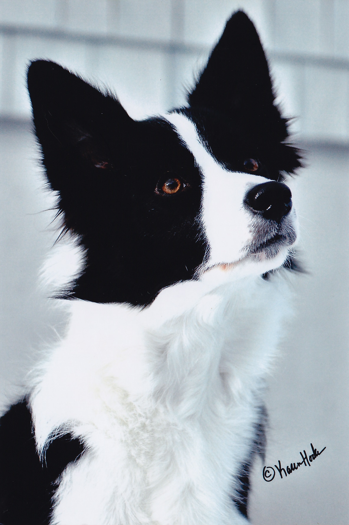 There Are No Ordinary Dogs | Susan Garrett's Dog Training Blog