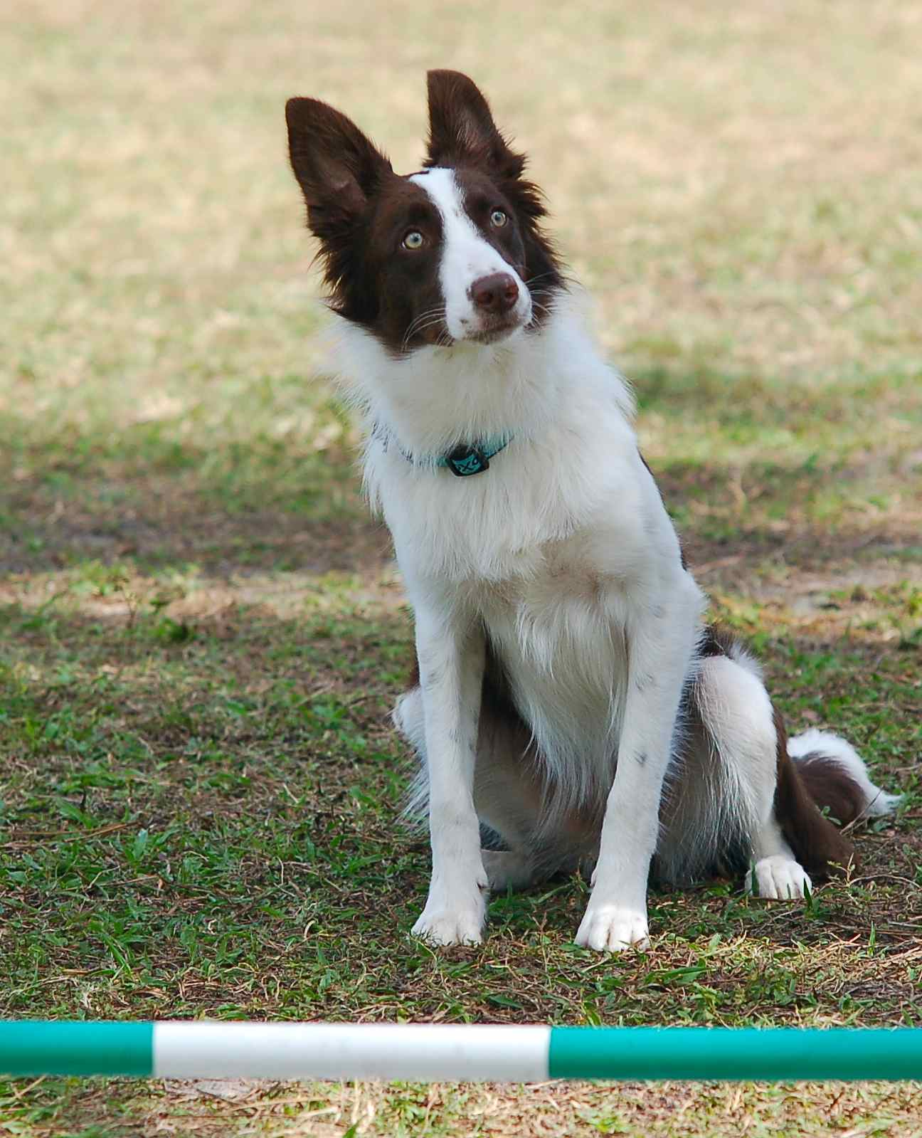 Colouring Outside the Lines | Susan Garrett's Dog Training Blog