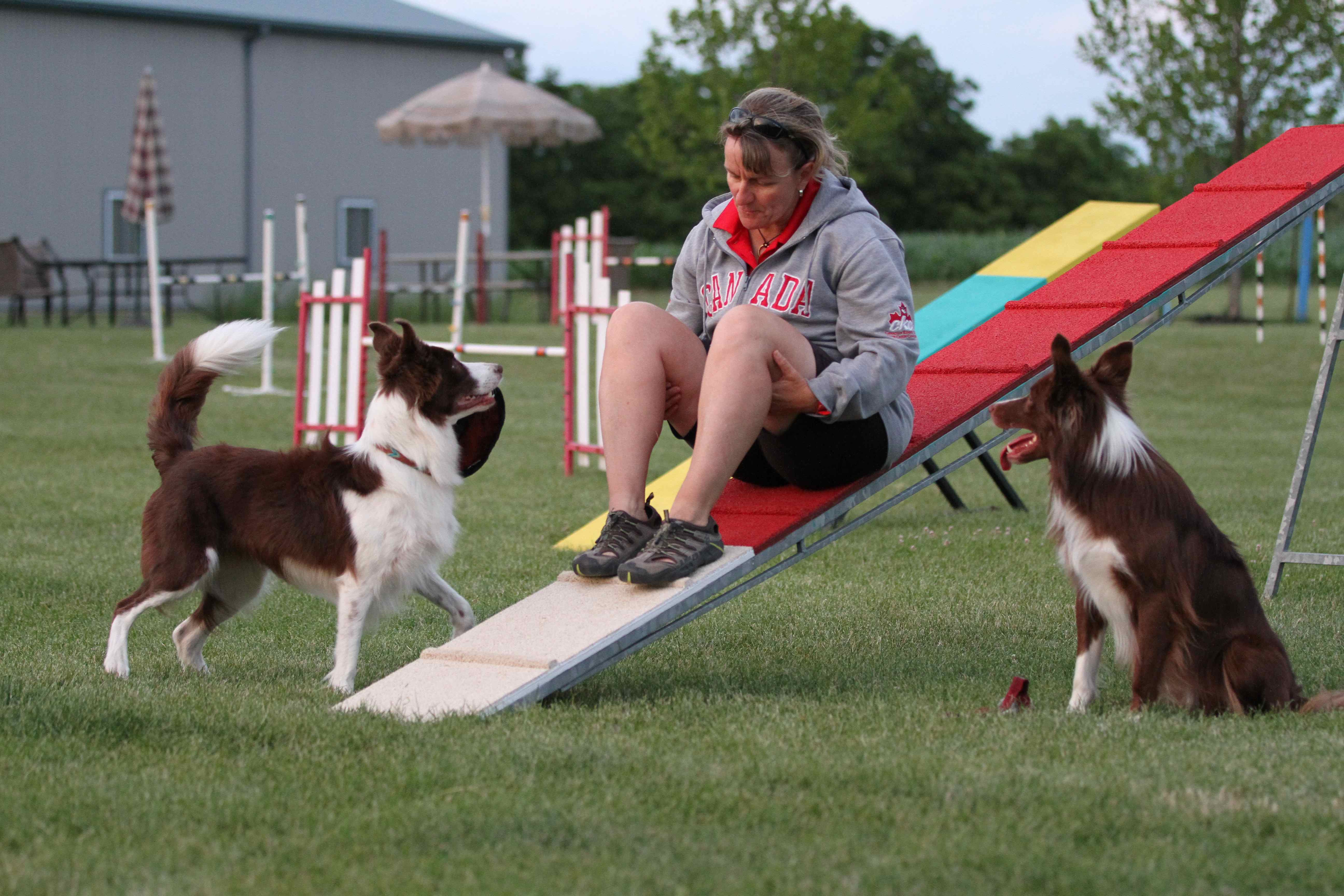 Protecting What is Important to Your Dog Agility Career | Susan Garrett ...
