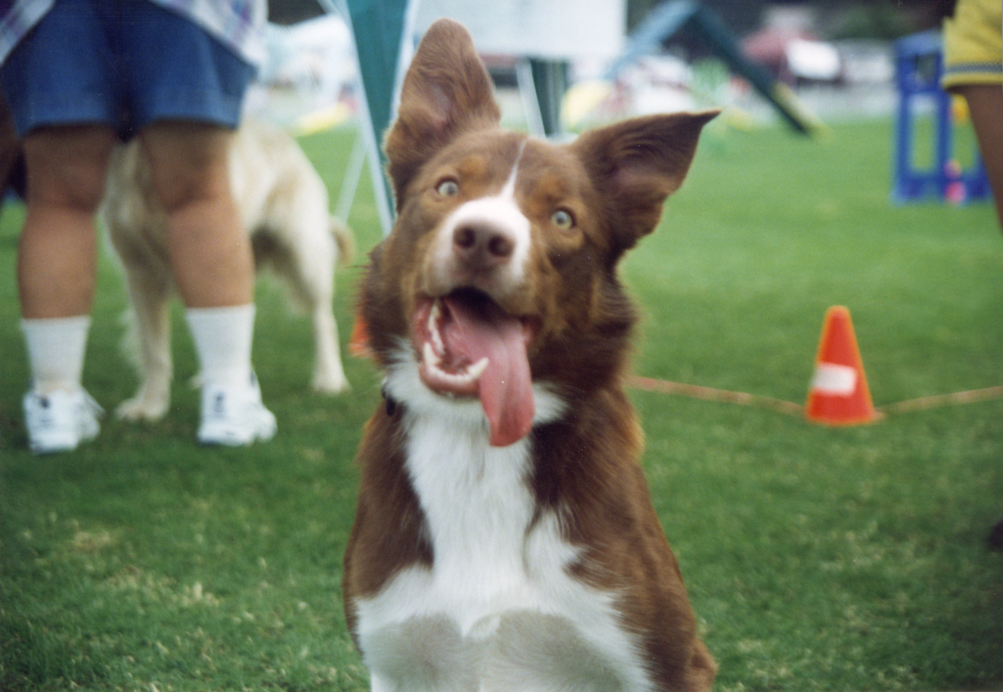 Five Lessons I Learned From One Great Dog | Susan Garrett's Dog ...