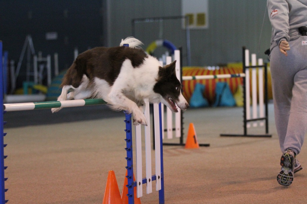 Missing Link in Training Agility Dogs to Jump? | Susan Garrett's Dog ...