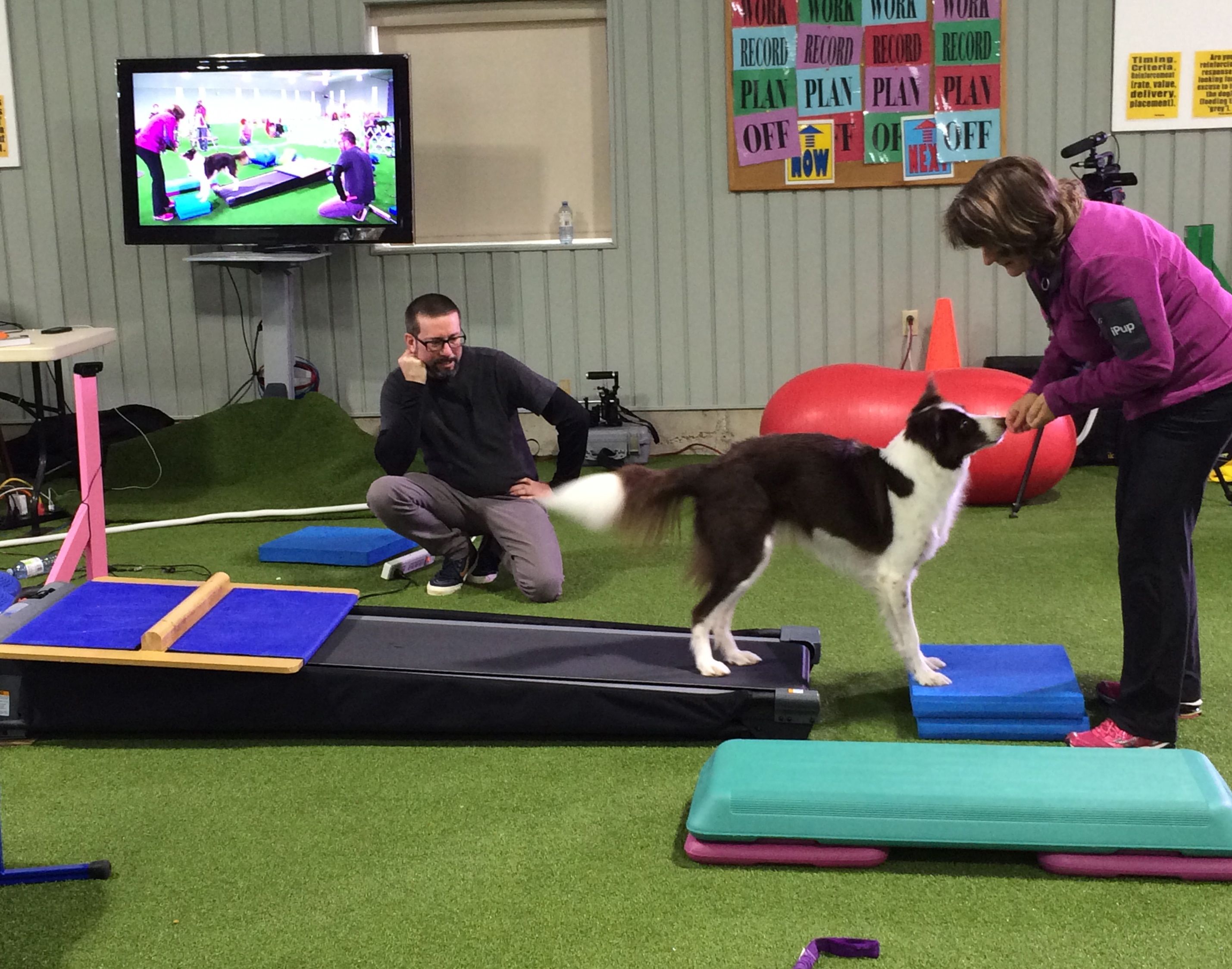 Focusing On The Future…Ringing In 2015 In Fitness STYLE For Our Dogs ...