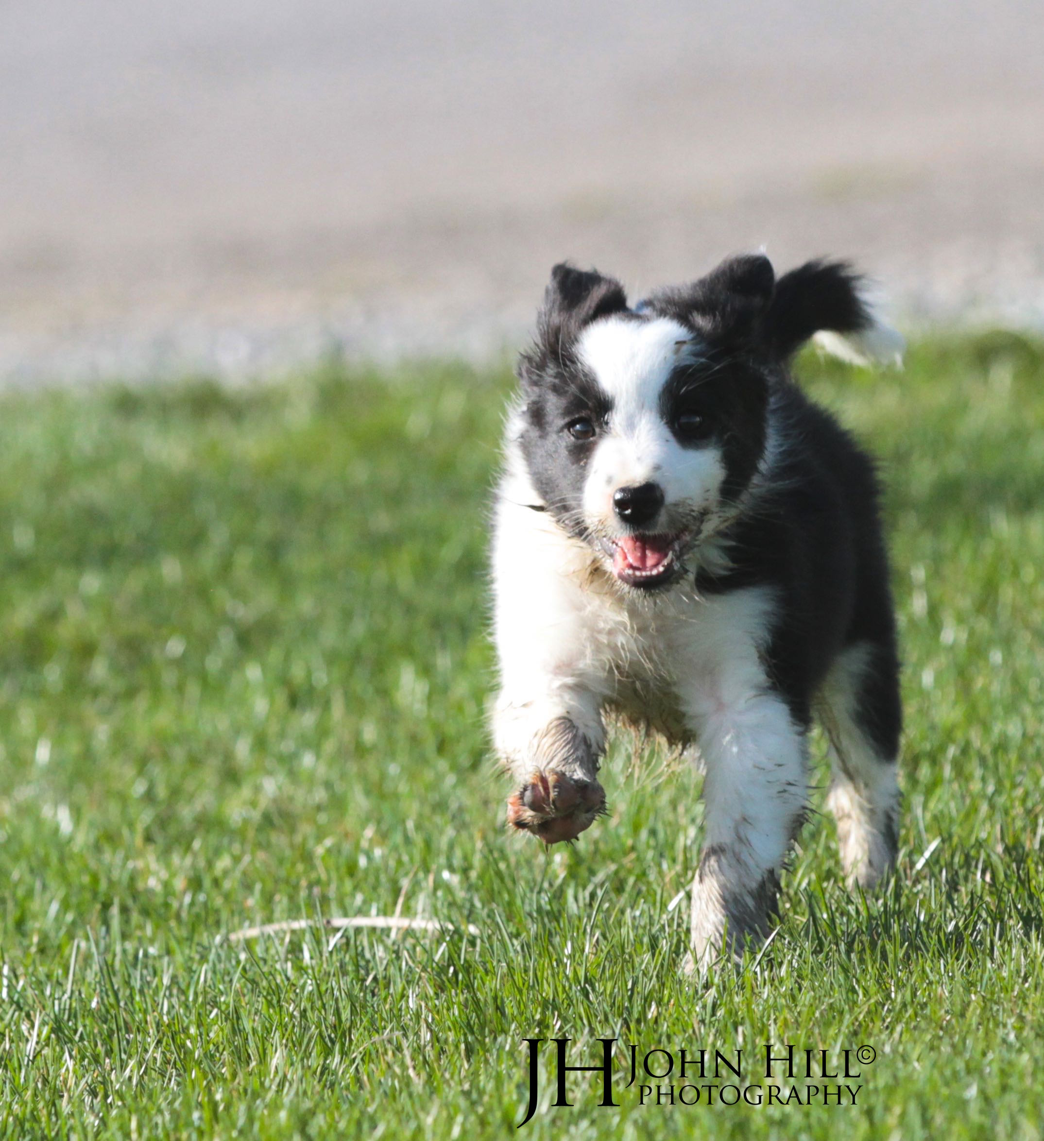 The 8 Week Old Puppy: Transitioning From Unruly To Unbelievable | Susan ...