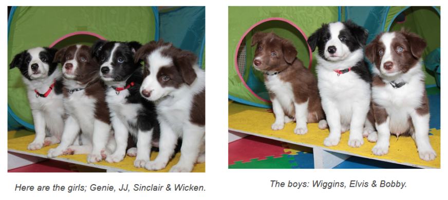 Learning From the Dog, While The Dog is Learning From You | Susan ...