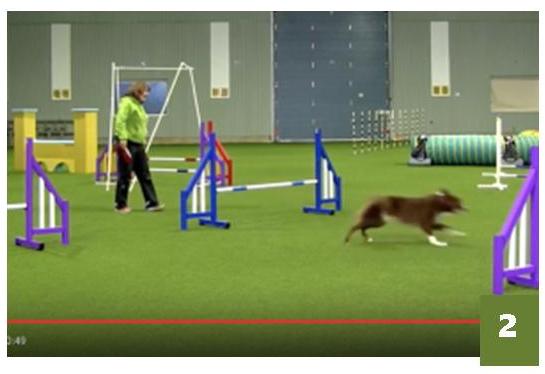 Do Agility Dogs Really Understand Verbal Cues & A New Home for ...