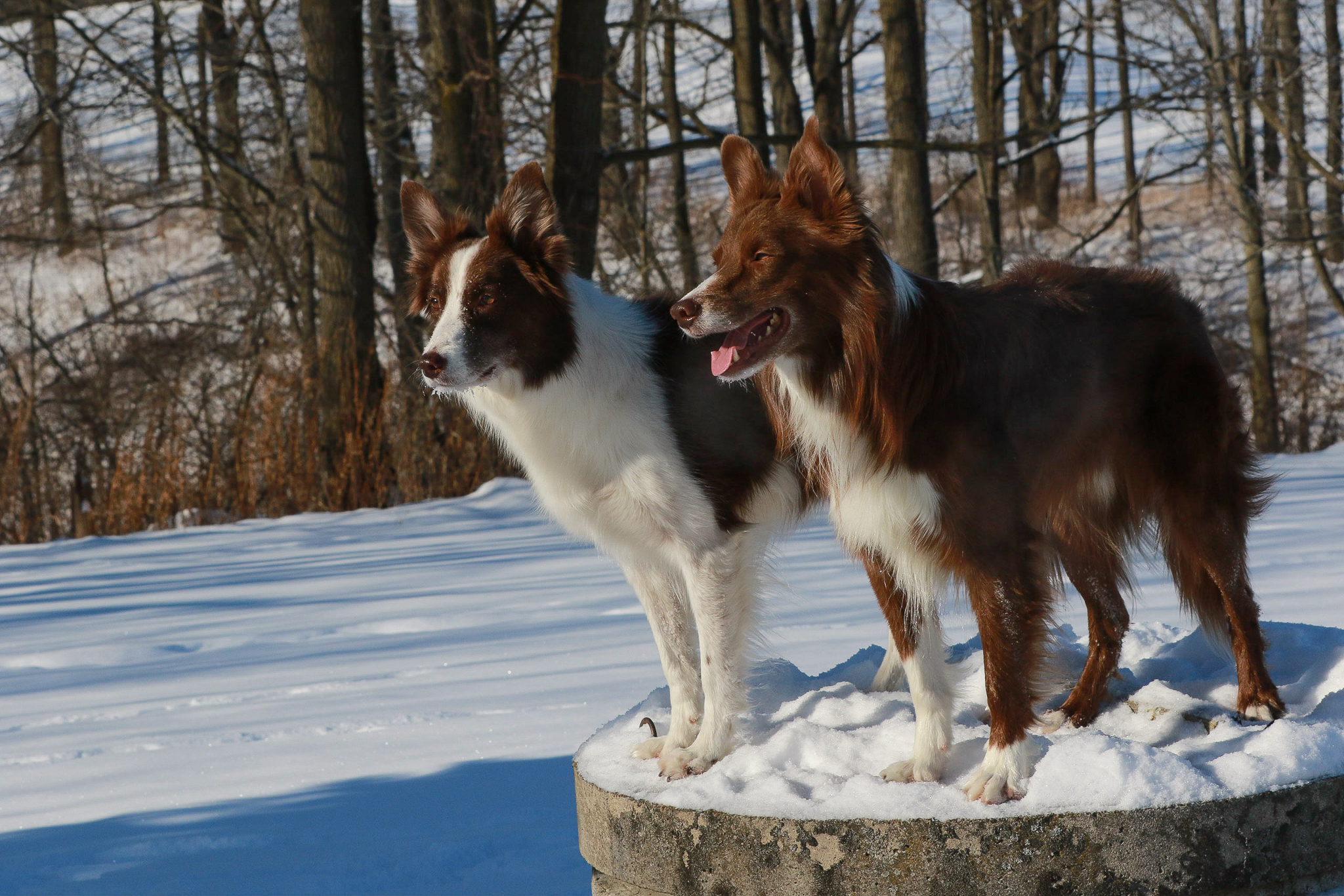 Vlog: The Unspoken Truth About Bullying In Dog Training | Susan Garrett ...