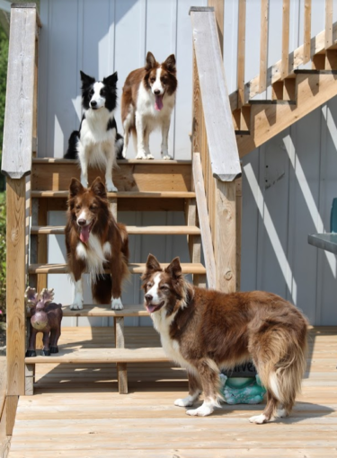 Dog Training Question ~ When Do I Add a Cue? | Susan Garrett's Dog ...