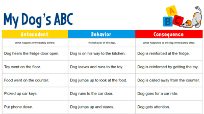 The ABC's of Dog Training | Susan Garrett's Dog Training Blog